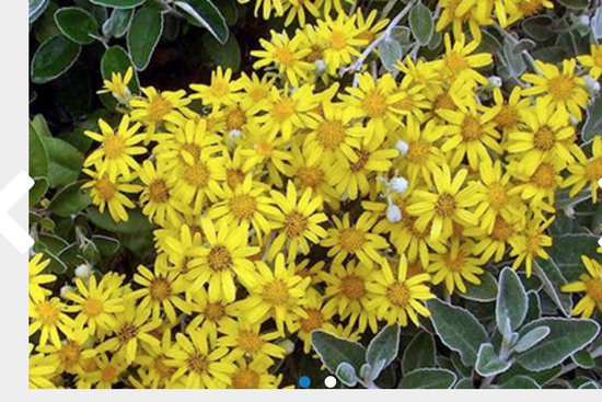 Brachyglottis 'Sunshine' - Nieuw Zeelandse Senecio 20 - 30 cm in pot | bol