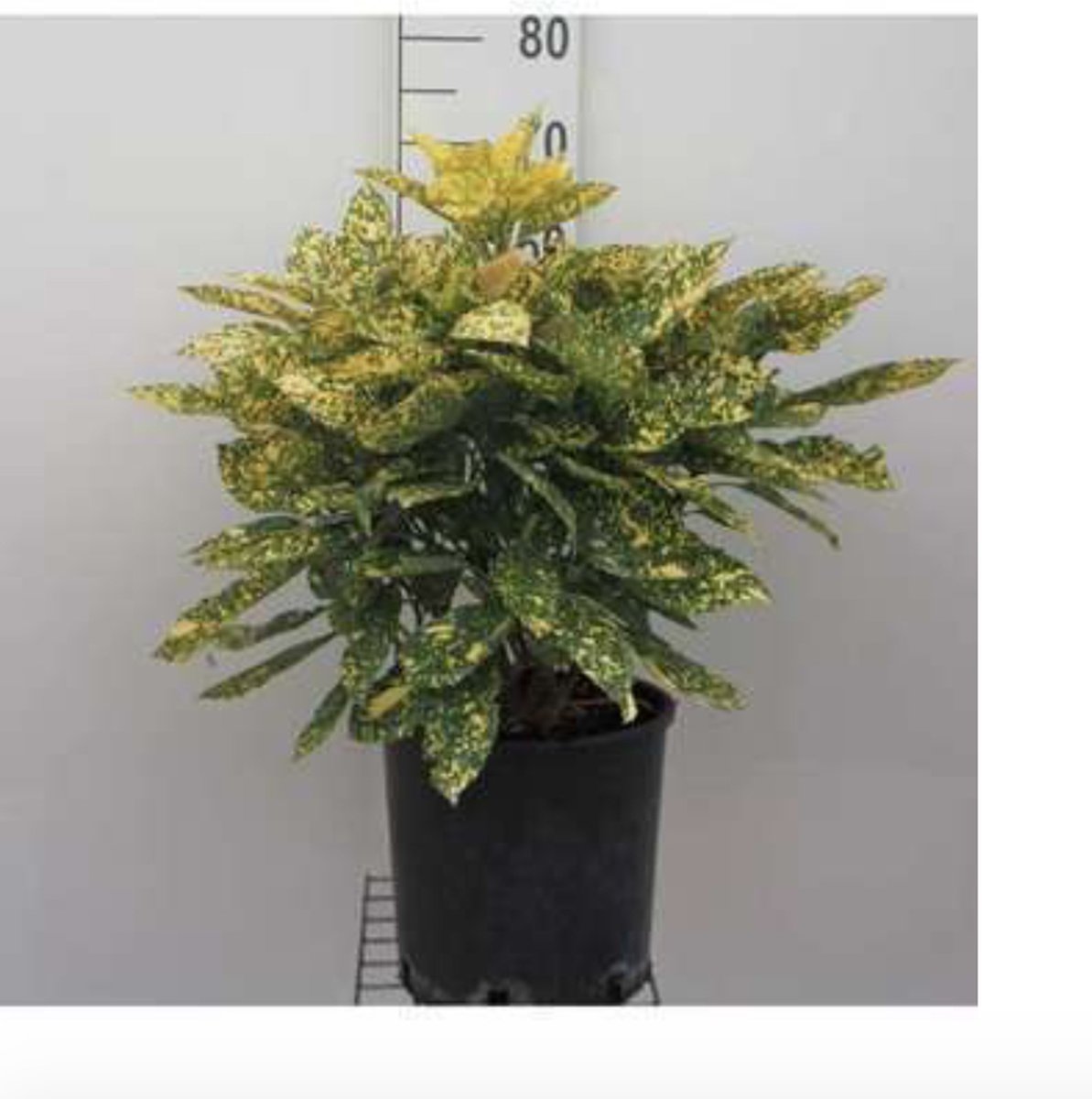 Aucuba japonica 'Rozannie' - Aucuba 'Rozannie' , Broodboom | bol.com