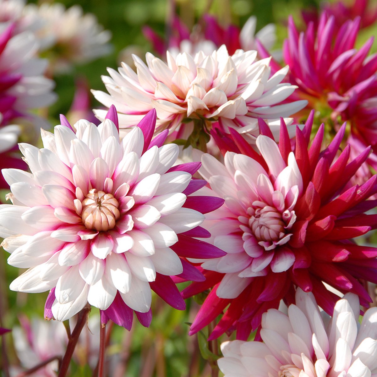 Dahlia Rebecca's World | Top kwaliteit Dahliaknol | 100% Bloeigarantie ...