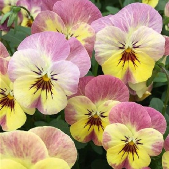 Helza Grower seeds Violen Ice Babies® Vanilla Rose F1 - Vroegbloeiend ...