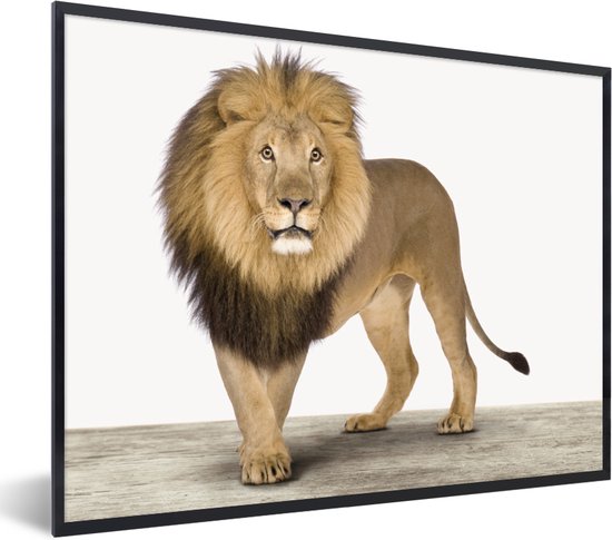 Poster in fotolijst kind - Jongens - Leeuw - Dieren - Kinderen ...