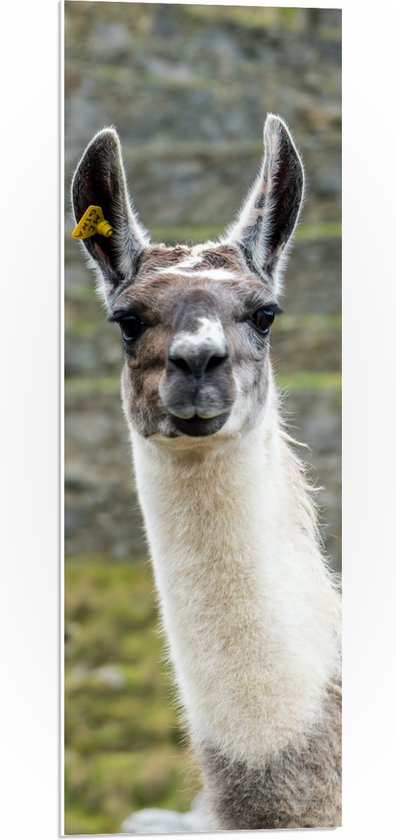 PVC Schuimplaat- Portret van Lama met Lange Nek en Oornummer - 30x90 cm ...
