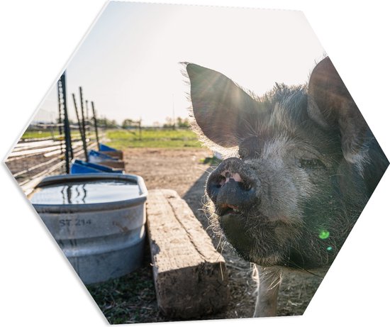 PVC Schuimplaat Hexagon - Nieuwsgierig Varken bij Waterbak in de Wei ...