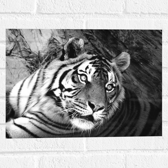 WallClassics - Muursticker - Opzijkijkende Zwart/Witte Tijger - 40x30 cm Foto op... | bol