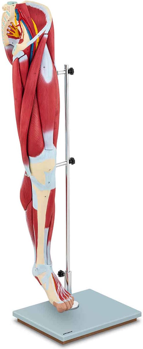 physa Been - Beenmodel - Beenspieren - Gekleurd | bol.com
