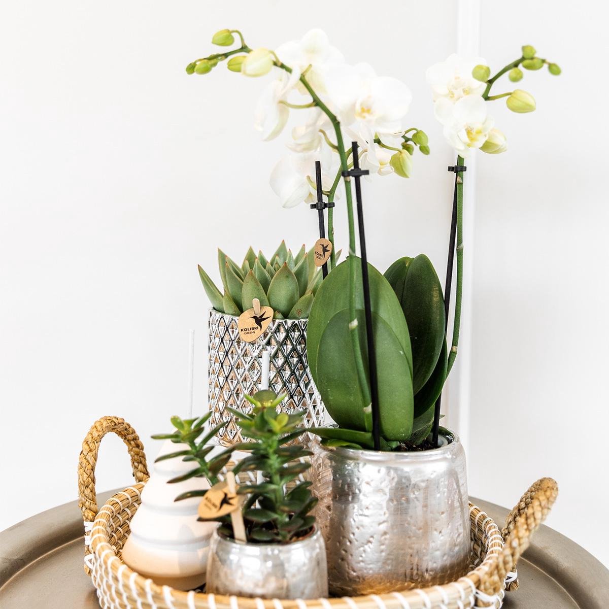 Complete Planten set Luxury zilver | Groene planten set met witte ...