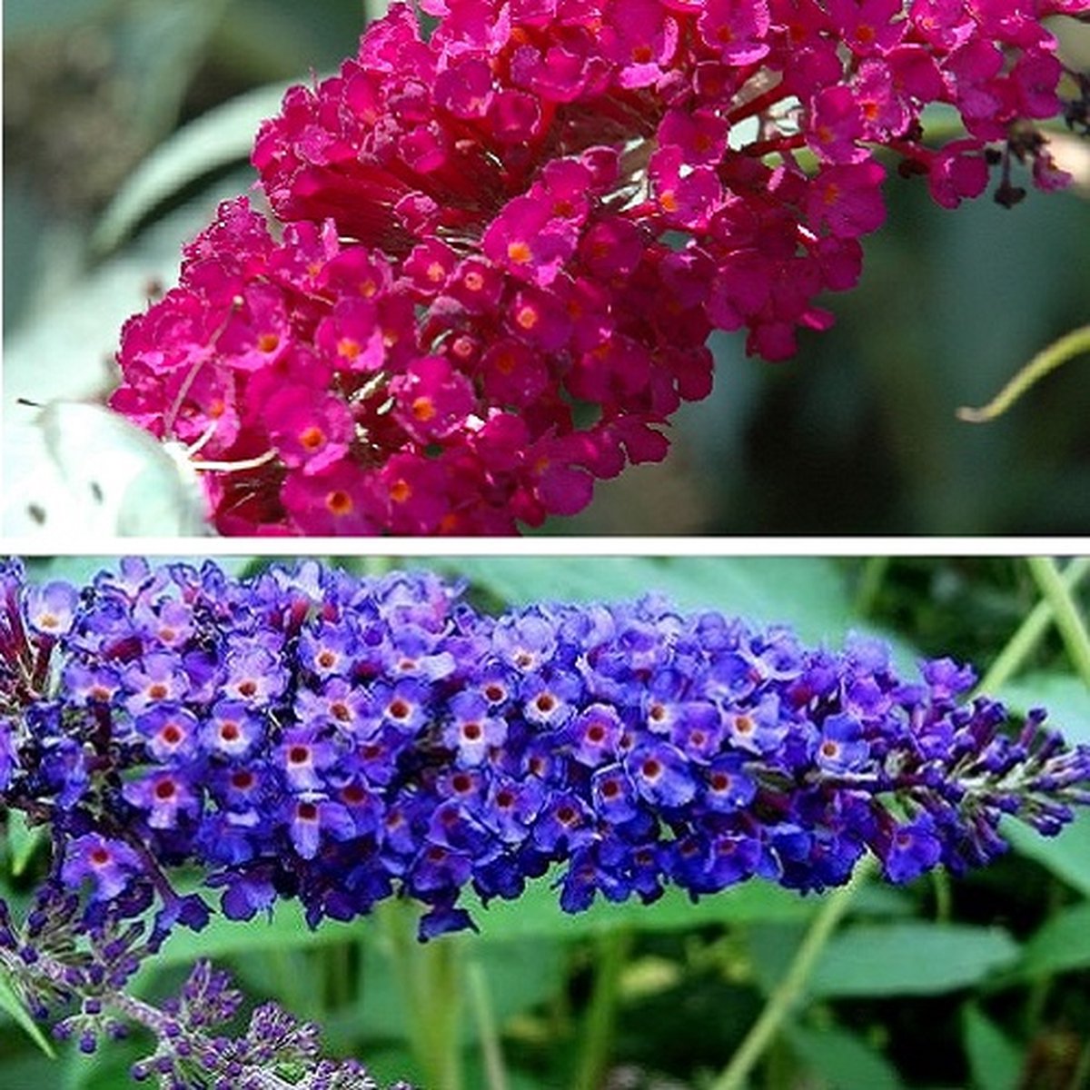2 x Buddleja Vlinderstruiken - Paars/Rood en Blauw: Buddleja davidii ...