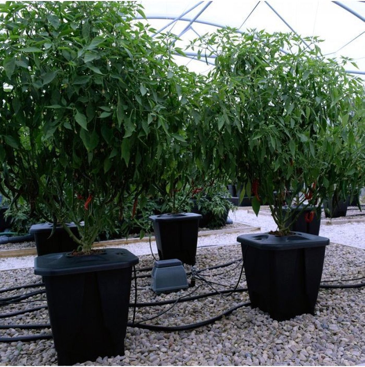 DWC IWS hydro systeem 6 pot -100l flexitank complete set | bol