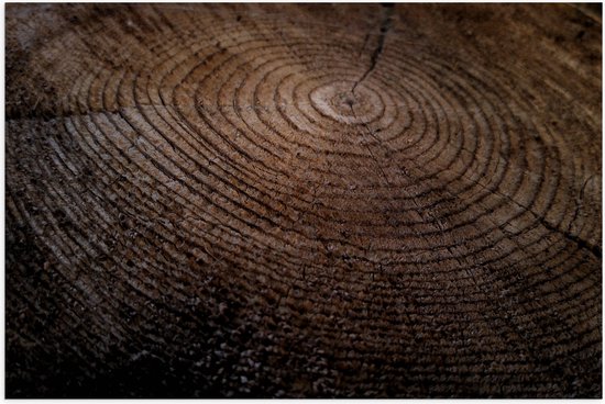 WallClassics - Poster (Mat) - Oude Dikke Boomstam - 90x60 cm Foto op Posterpapier met... | bol