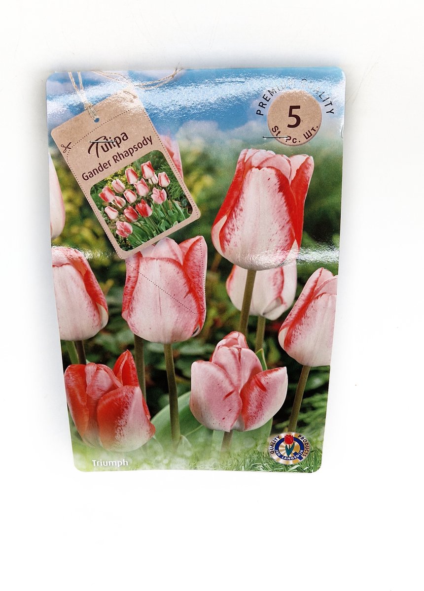 bloembollen tulpen Gander Rhapsody triumph 20stuks 10/11 | bol.com