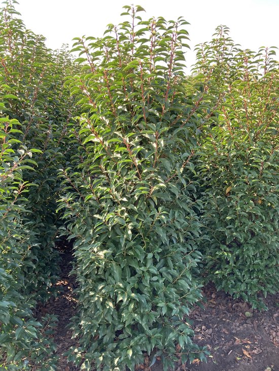 4x Prunus lusitanica 'Angustifolia' portugese laurier 180-200cm | bol.com