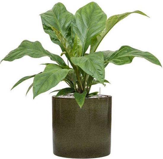 Plant in Pot Anthurium Ellipticum Jungle Bush 70 cm kamerplant in ...