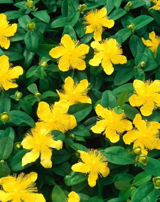 Set van 3 | Hypericum calycinum - 1.5 liter pot | bol