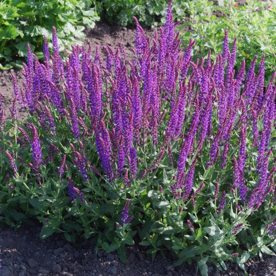 Plants Online - Tuinplanten - Vaste planten - Salvia nemorosa 'Lubeca' - 0.7 liter pot... | bol