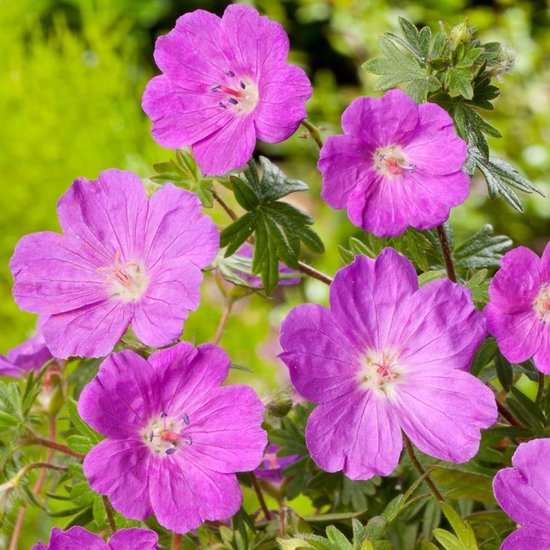 Set van 3 | Geranium sanguineum 'Max Frei' - 0.7 liter pot | bol