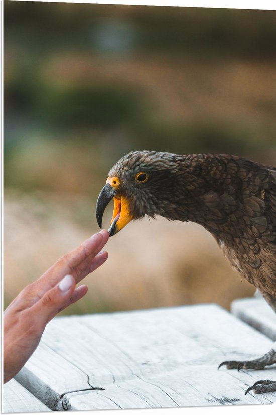 WallClassics - PVC Schuimplaat - Bruine Kea Vogel Bijt Zachtjes aan een ...