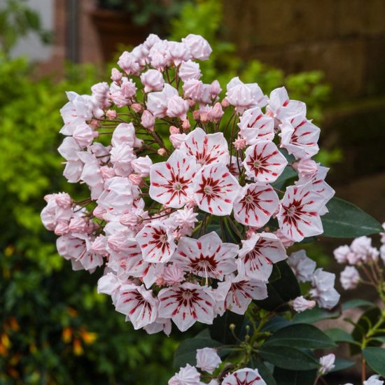Plants Online - Tuinplanten - Heesters - Set van 1 - Kalmia latifolia ...