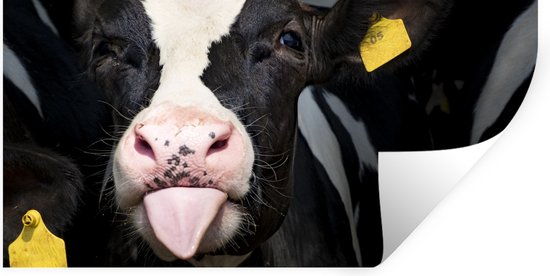 Muurstickers - Sticker Folie - Koe - Kalf - Tong - 120x60 cm ...