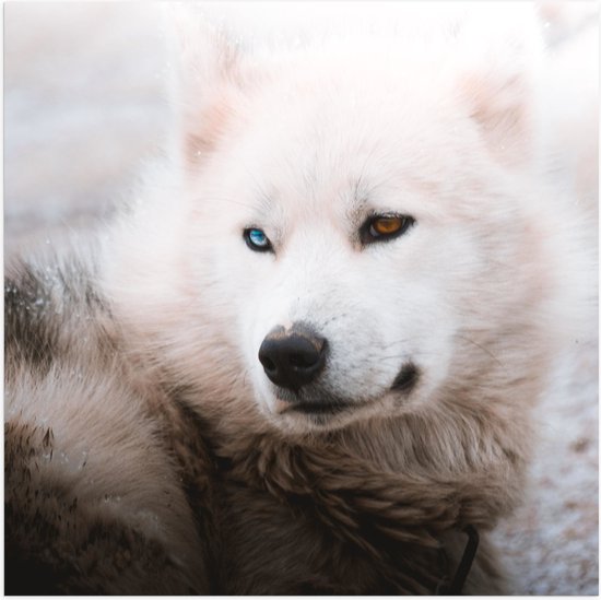 WallClassics - Poster Glanzend – Witte Canadese Eskimo Hond met Twee ...
