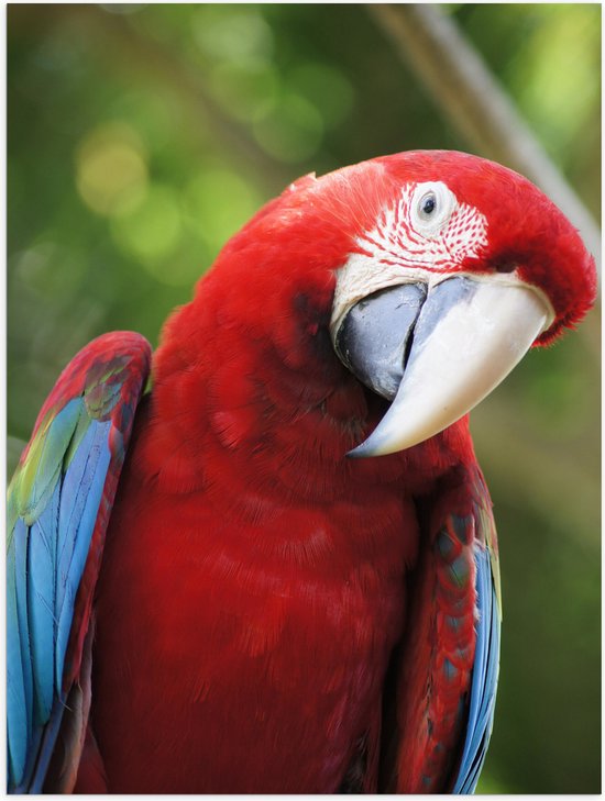 WallClassics - Poster Glanzend – Rode Ara Papegaai kijkt Schuin - 60x80 ...