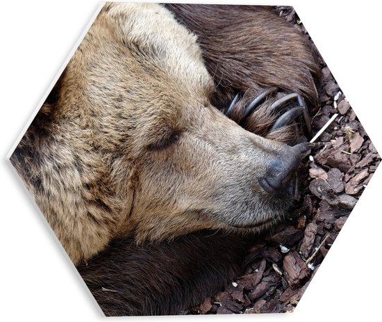 WallClassics - PVC Schuimplaat Hexagon - Slapende Beer - 30x26.1 cm ...