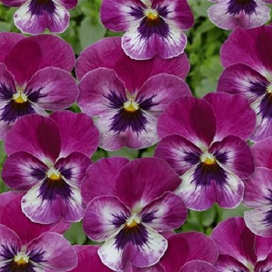 Viooltje Twix Raspberry | bol