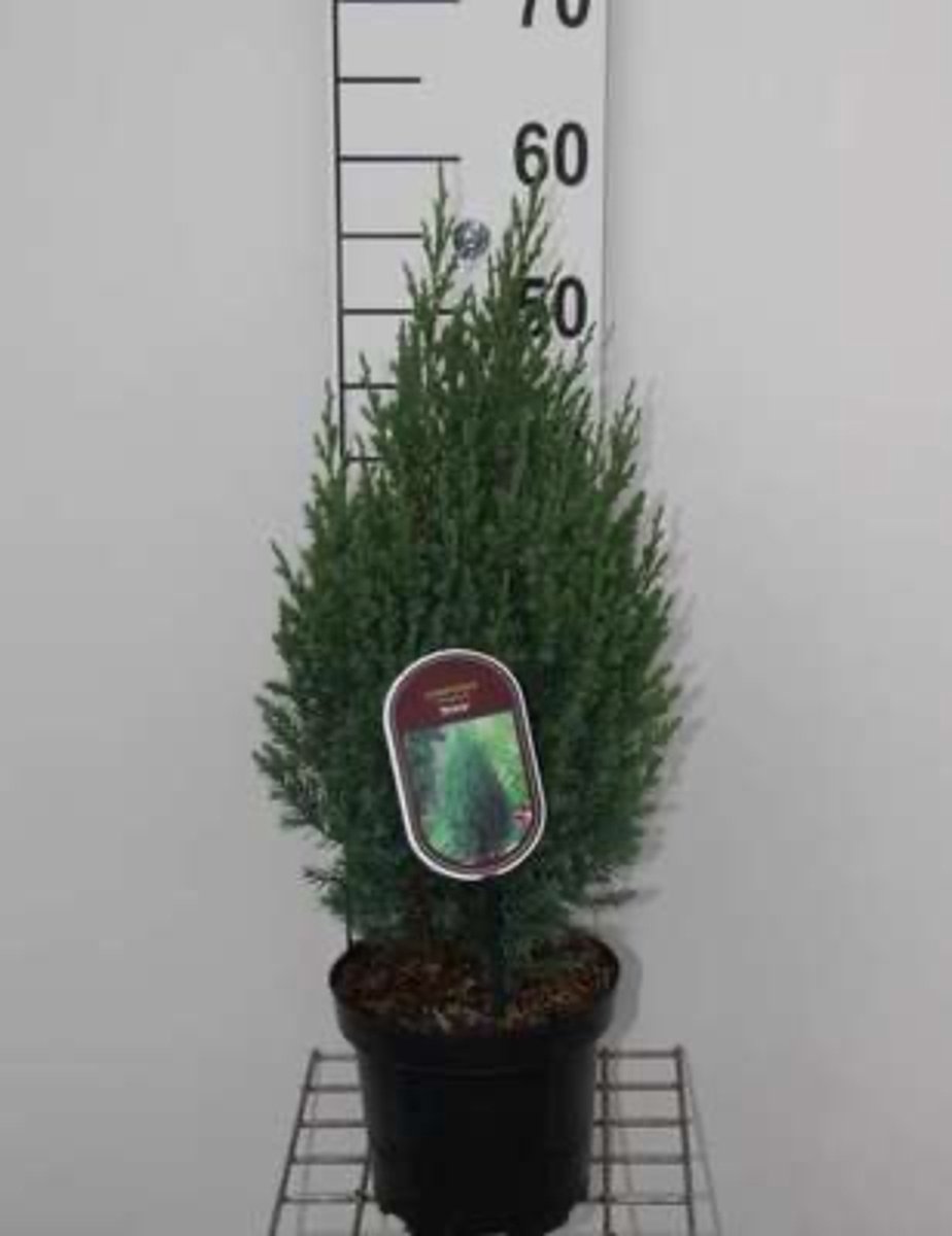 Juniperus chinensis 'Stricta' - Chinese Jeneverbes 30 - 40 cm in pot ...