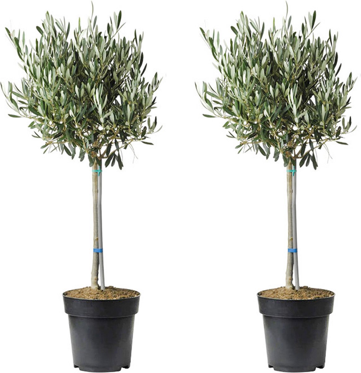 Olijfboom op stam - 'Olea Europaea' - tuinplant - wintergroen - H70cm ...