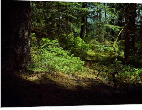 WallClassics - PVC Schuimplaat- Schaduw in het Bos - 100x75 cm Foto op ...