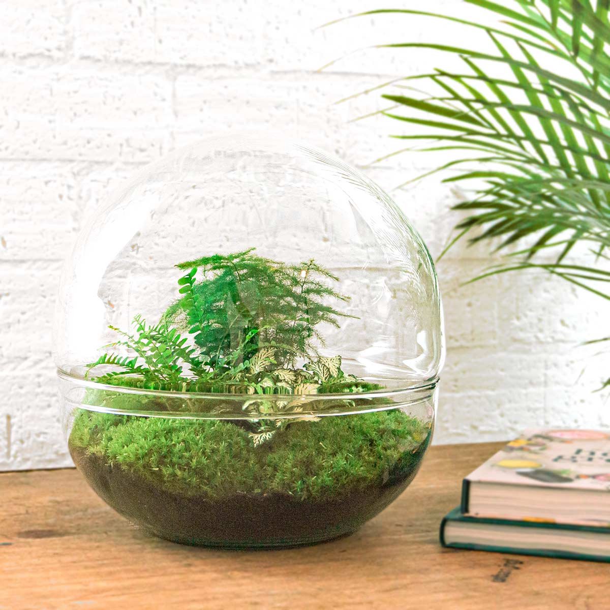 Terrarium - Dome XL - ↑ 30 cm - Ecosysteem plant - Kamerplanten - DIY ... Terrarium - Dome XL - ↑ 30 cm - Ecosysteem plant - Kamerplanten - DIY ...