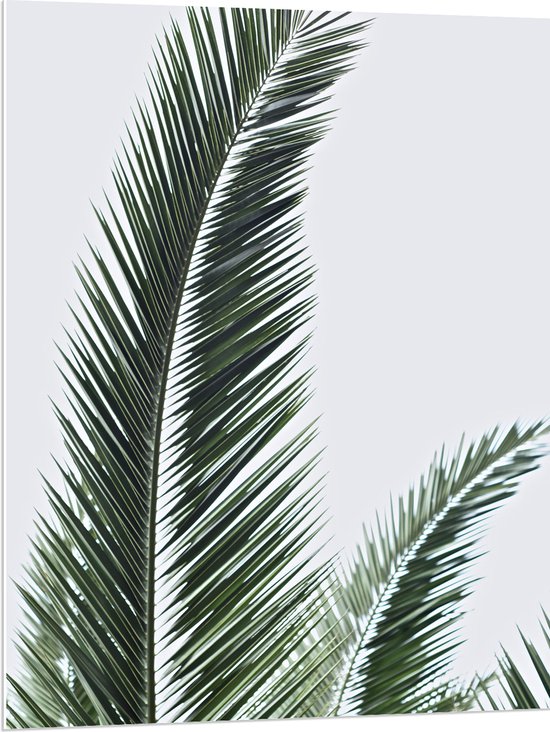 WallClassics - PVC Schuimplaat - Groene Palmtak tegen Witte Achtergrond ...