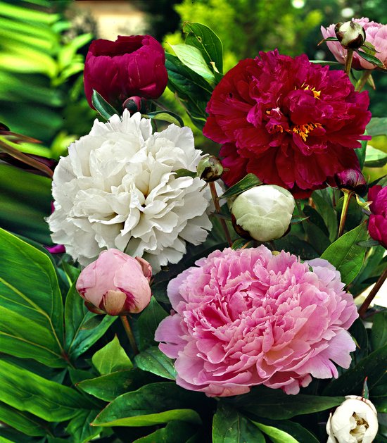 Hagen en struiken van Botanicly – Pioen – Paeonia Lactiflora | bol.com