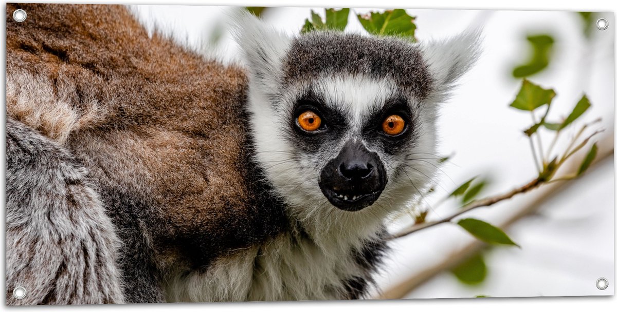 WallClassics - Poster de jardin - Gros plan d'un lémurien à queue ...