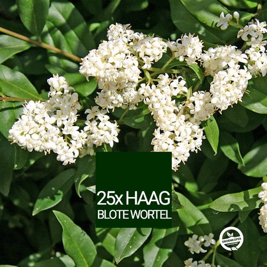 25 X Ligustrum Vulgare 60-90Cm Blote Wortel - Gewone Liguster (slechts ...