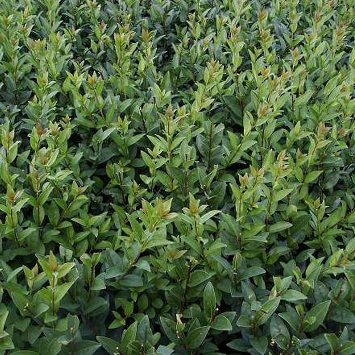 25 X Ligustrum V. Atrovirens 60-90Cm Blote Wortel - Wilde Liguster ...