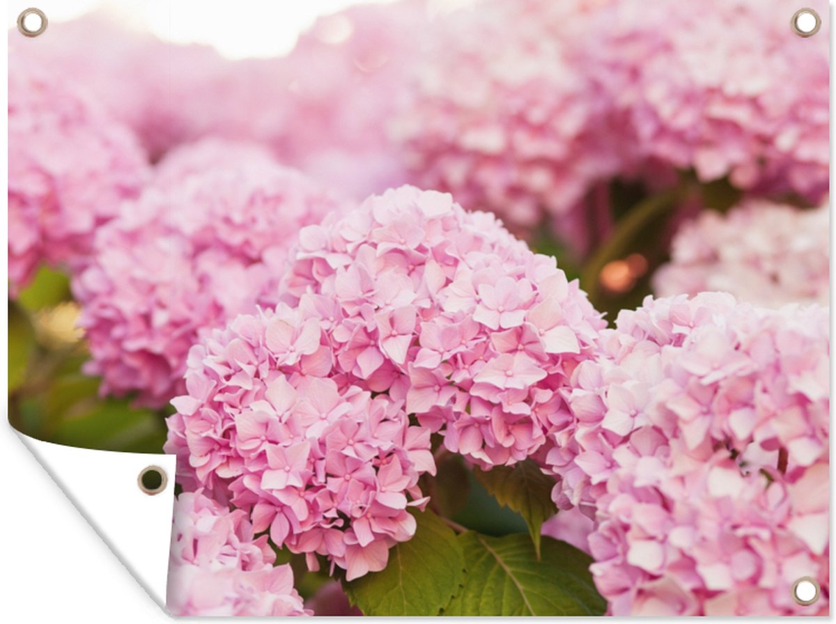 Décoration murale extérieur Arbuste - Fleurs - Rose - Hortensia ...