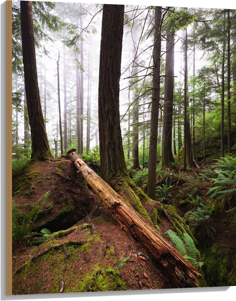 WallClassics - Hout - Liggende Boomstam in Heuvelachtig Bos - 75x100 cm ...