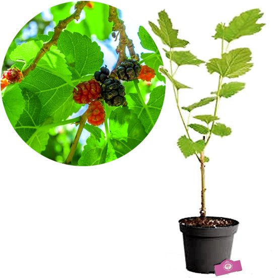 Morus illinois ‘Everbearing’ - Moerbei - Hoogte +90cm - 2L pot | bol