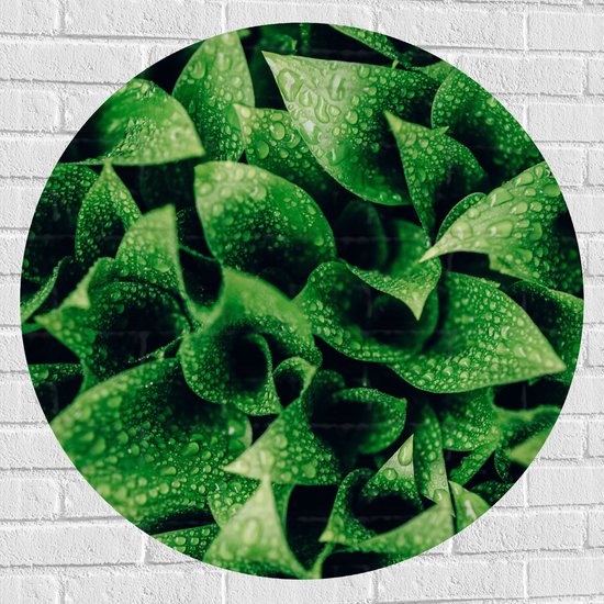 WallClassics - Muursticker Cirkel - close-Up Waterdruppels op Groene ...