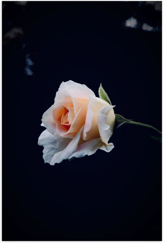 WallClassics - Poster (Mat) - Witte Roos - 40x60 cm Foto op ...