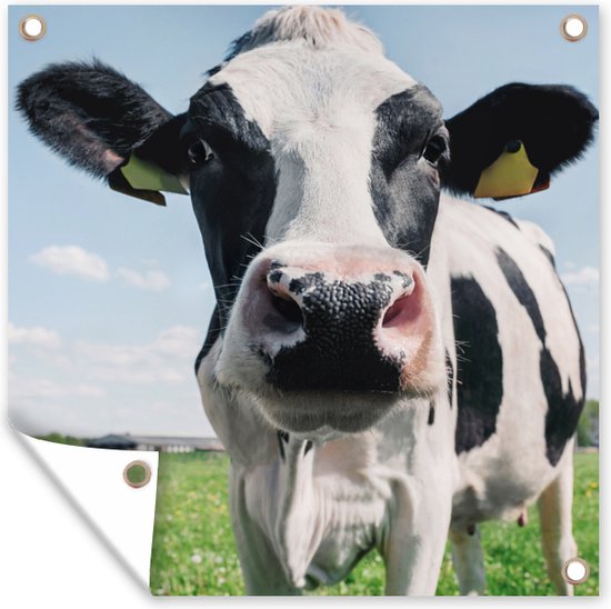 Tuinposters Koe - Weiland - Natuur - Dieren - Gras - 50x50 cm | bol.com
