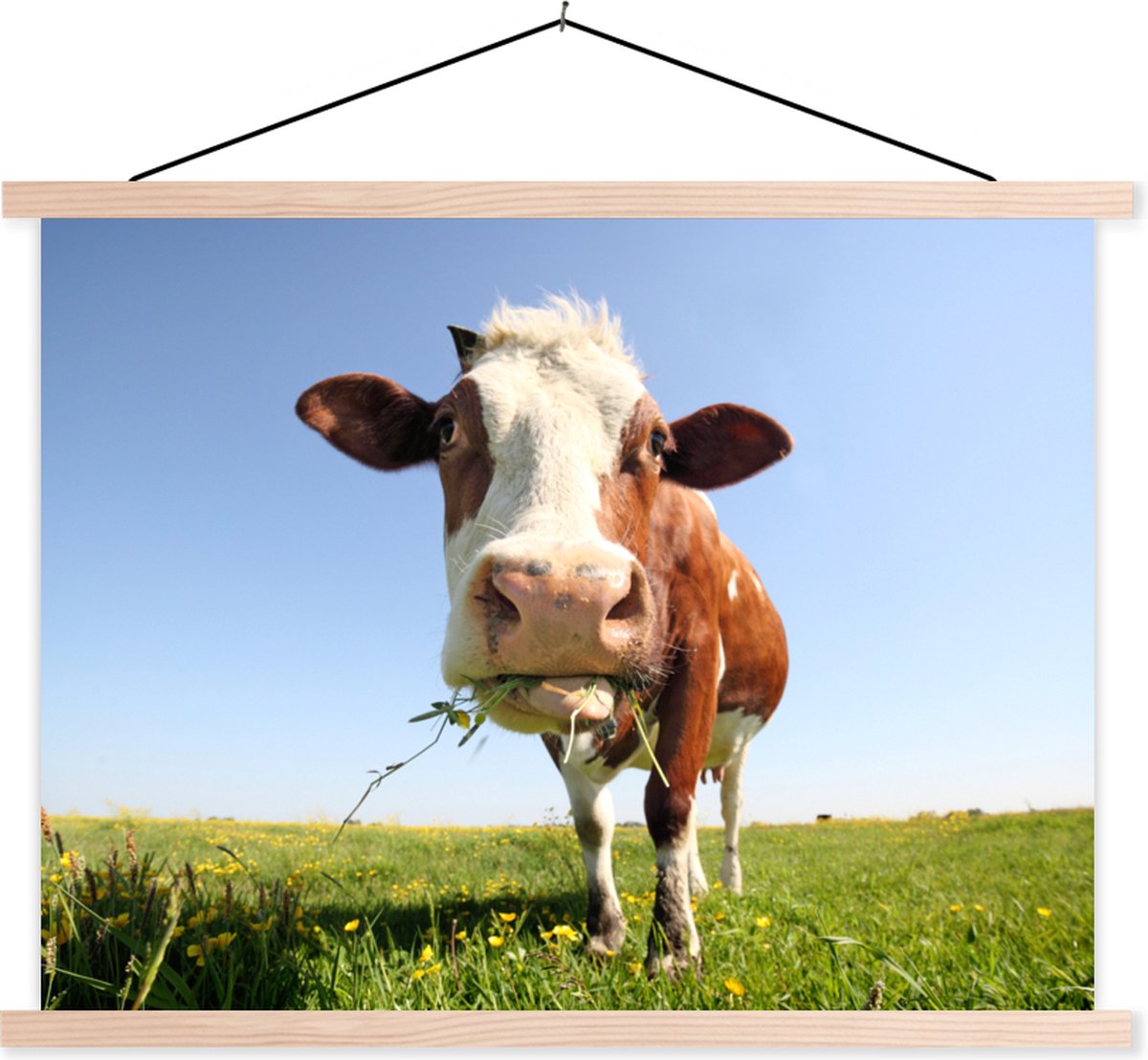 Porte-affiche avec affiche - Affiche scolaire - Vache - Animaux ...