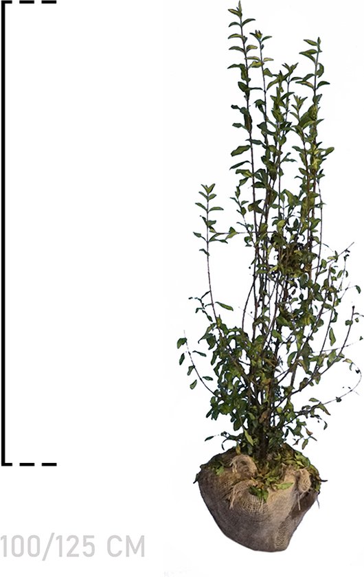 10 stuks | Gewone Liguster Kluit 100-125 cm - Bladverliezend ...