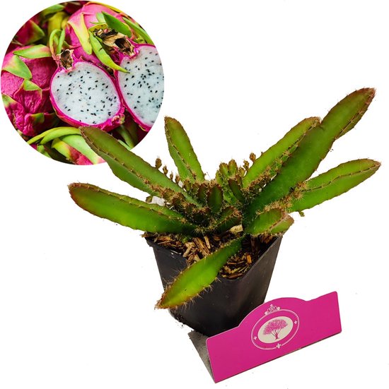 Set van 3 Drakenvruchten- Hylocereus undatus - Hoogte 25cm - 9cm pot - Pitaja -... | bol