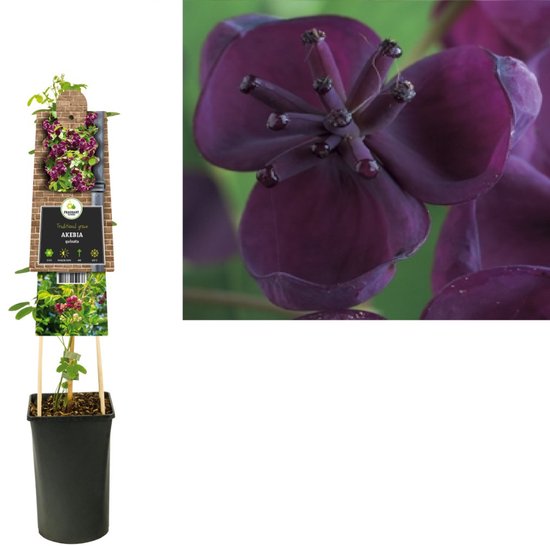 3 stuks - Van der starre - Klimplant Akebia quinata 75 cm | bol