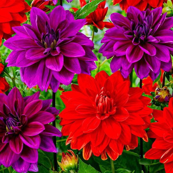 Dahlia - Paars/ Rood Mix - Bloembollen - 5 stuks - Paars - Bloem bollen ...