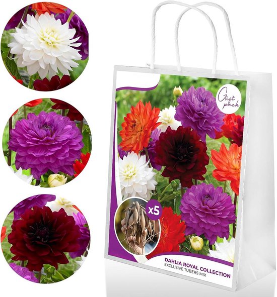 Dutch Bulbs Dahlia - Royal collectie - Bloembollen - 5 stuks ...