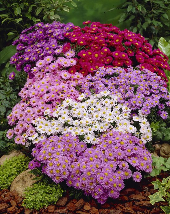Aster Dumosus Mix | 3 stuks | Herfstaster | Dwergaster | bol