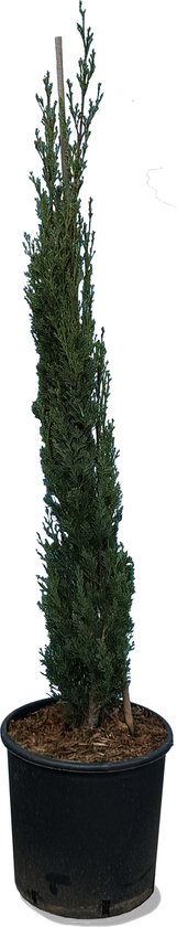 Sunny Tree - Cipres - Cupressus Sempervirens Totem - Groenblijvende ...
