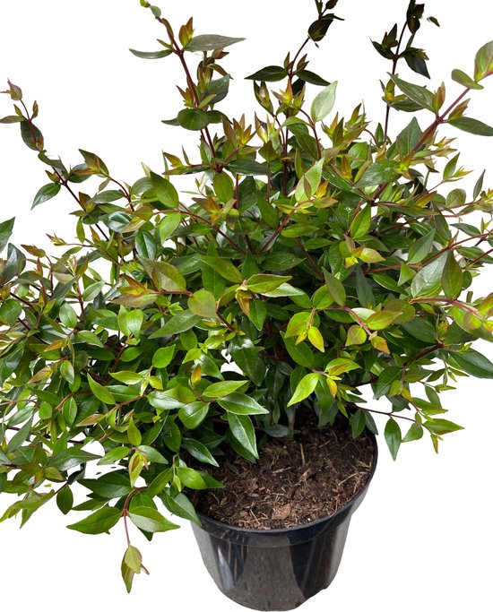 2 x Abelia grand. 'Prostrata' - Abelia Grandiflora 'Prostrata' 40- 50 ...